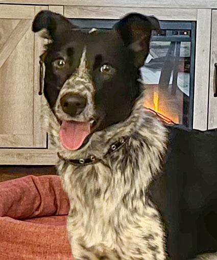 Blue Ridge Border Collie Rescue | Adopt, Volunteer, Donate