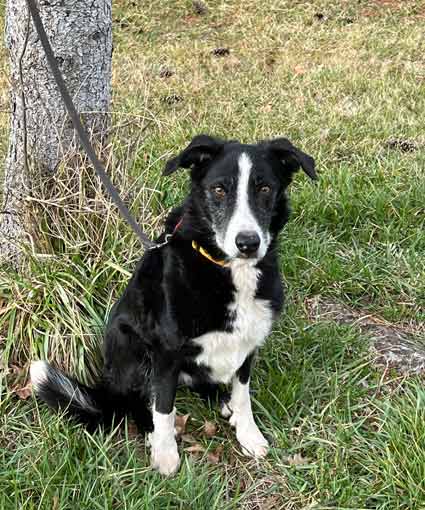 Adoptable Dogs | Blue Ridge Border Collie Rescue