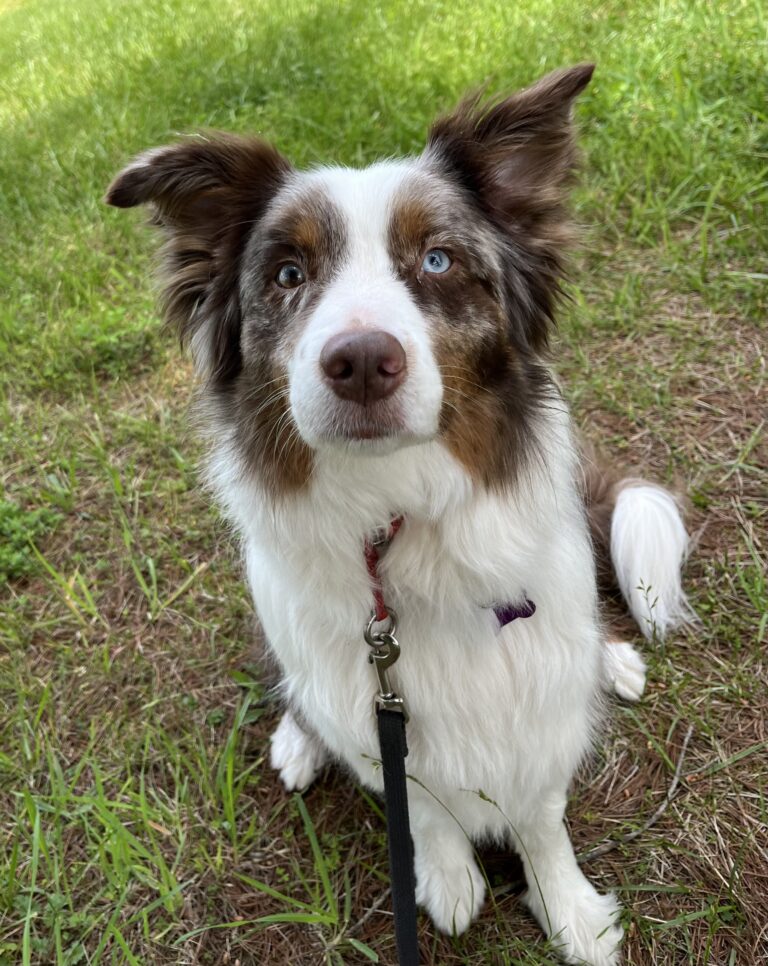 Dallas | Blue Ridge Border Collie Rescue